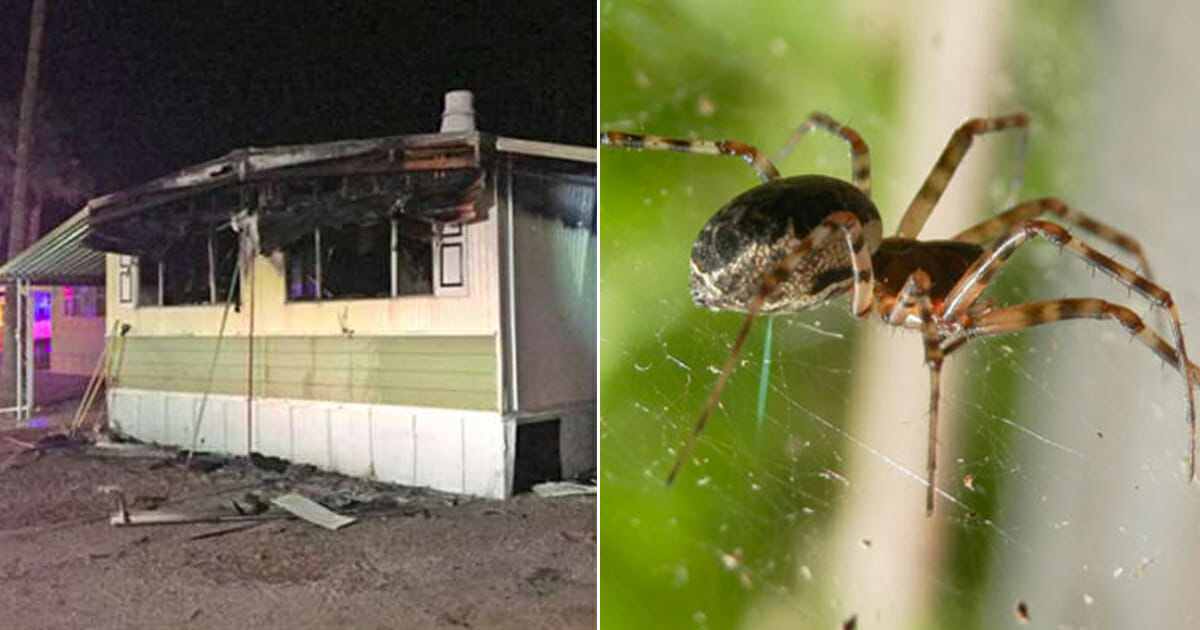 Man burns his house down after seeing a tiny spider - Regular Humor
