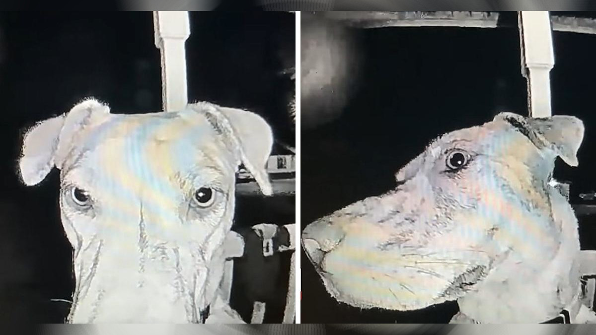 Lost Dog Returns Home And Rings Doorbell At 3 A.M. After Getting ...