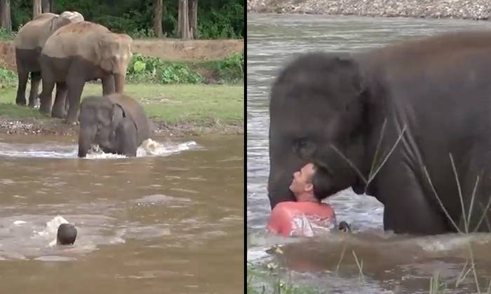 Baby elephant came to rescue her favorite human who she thought was ...